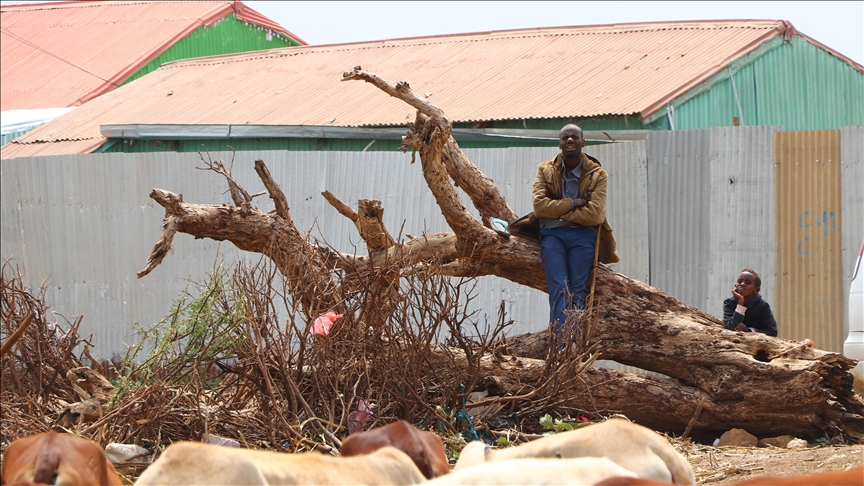 Somalia demands Israel withdraw Somaliland recognition – Heemaal News ...